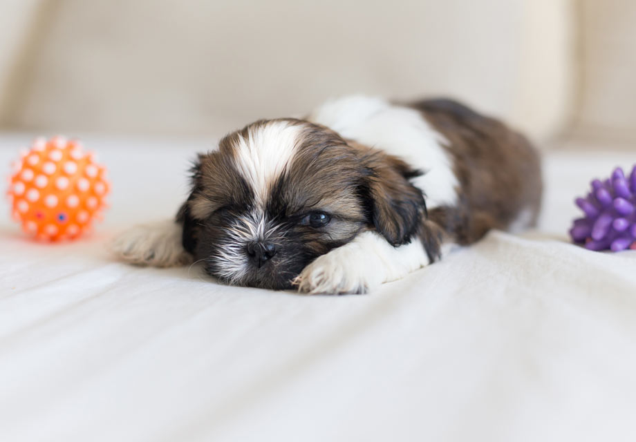 A Si Cu shih tzu Wuuff Blog A Si Cu shih tzu Wuuff Blog