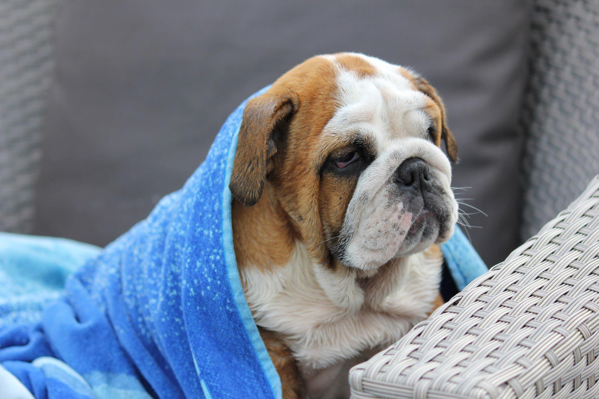 Az angol bulldog ápolása - Wuuff Blog